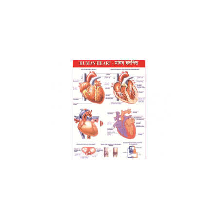 HUMAN HEART CHART