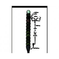 CHART LIFE CYCLE OF ULOTHRIX (SEXUAL)